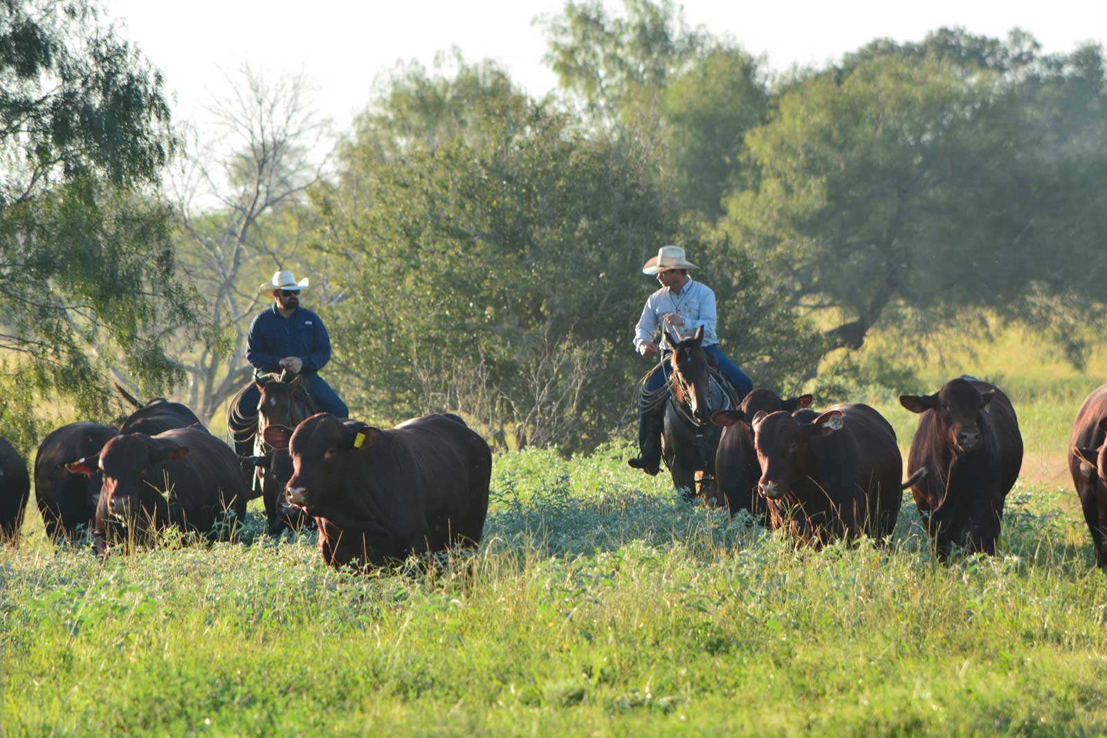Home - Briggs Ranches